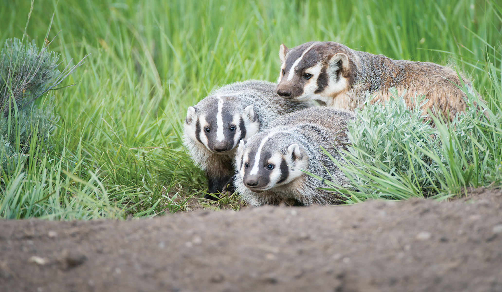 American Badger Animal: Four-Legged Excavators - Grit